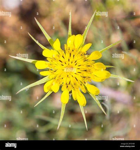 Western Salsify Tragopogon Dubius Top View Of Flower In Yellow