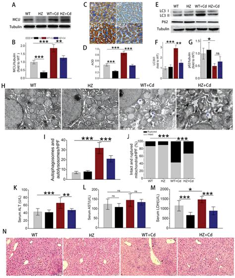 Evaluation Of Excessive Mitophagy And Hepatotoxicity In Heterogeneous Evaluation Of Excessive Mitophagy And Hepatotoxicity In Heterogeneous
