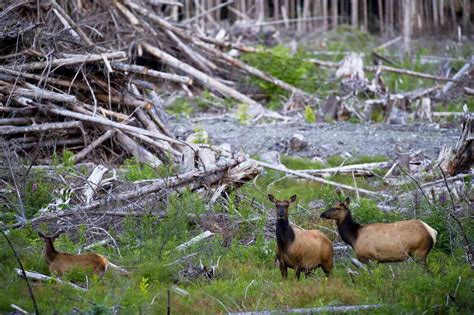 30 Facts About Habitat Degradation