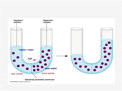 Diffusion Osmosis Homeostasis And The Plasma Membrane Maintaining