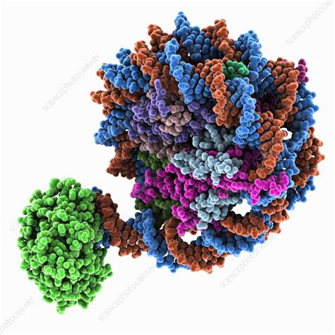 Human Ogg1 Bound At Nucleosomal Dna Molecular Model Stock Image C061 0182 Science Photo