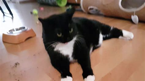 Another Great Day For Roxy To Just Being A Lazy Cat And Enjoying Catnip