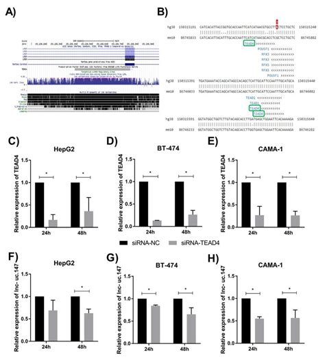 A Ucsc Genome Browser Chip Seq Data Showing That Tead4 Binds To The