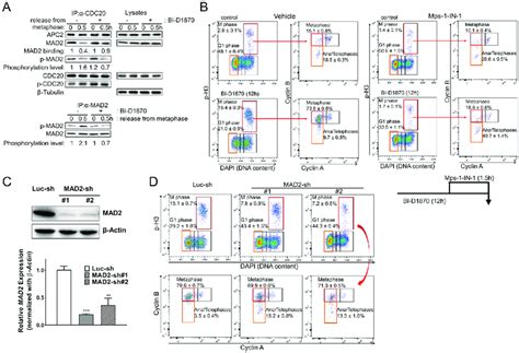 Bi D1870 Prolongs The Sac Signal A Bi D1870 Inhibits The Association Download Scientific
