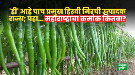 Green Chilli Farming ही आहे पाच प्रमुख हिरवी मिरची उत्पादक राज्य