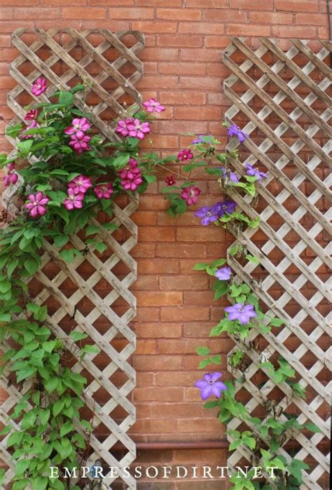 Tips For Choosing The Right Clematis Trellis