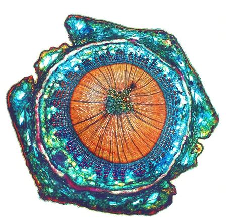 Stunning Macro Image Of Thuja Plant