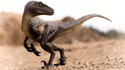 10 Facts You Might Not Know About Velociraptors Dips And Trips