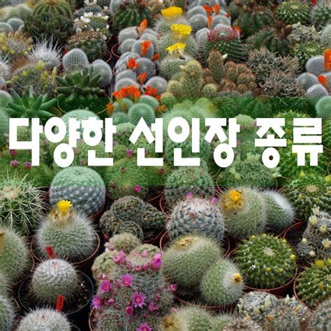 다양한 다육식물종류의 선인장 알아보기 네이버 블로그