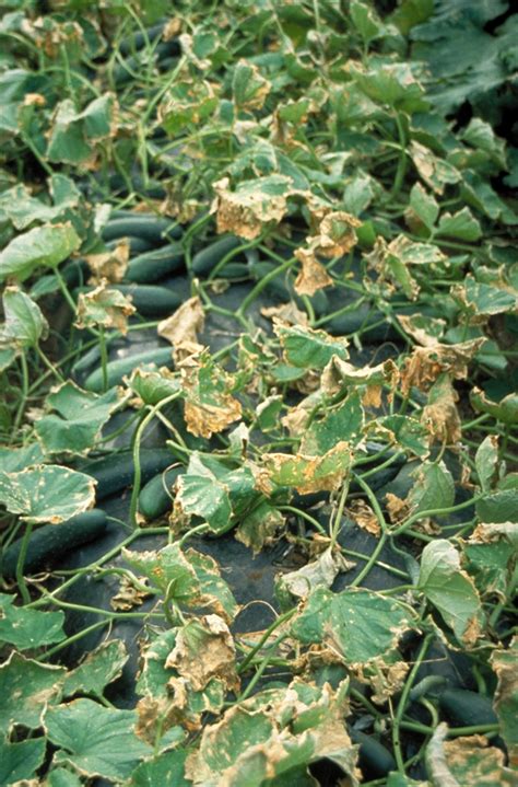 Cucumber Downy Mildew 143