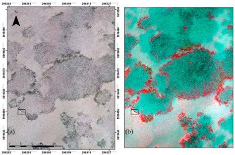 The Classification Schema To Map Seagrass Density And Distribution Download Scientific Diagram