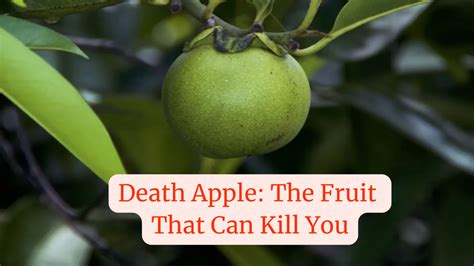 Death Apple Manchineel Tree The Most Dangerous Tree That Can Kill You