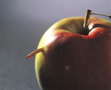 Apple Quietly Releases Another Patch For Zero Day Rce Bug