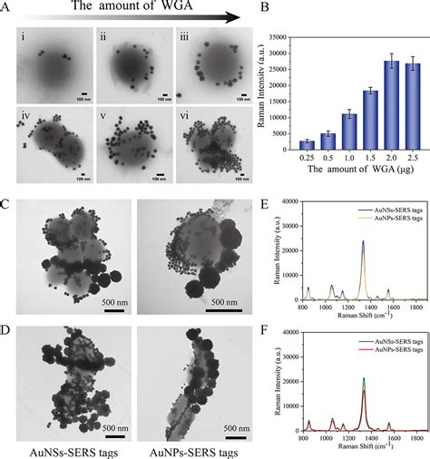 Development Of A Magnetically Assisted Sers Biosensor Ijn