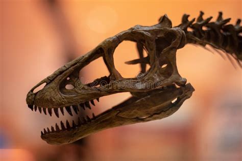 Dinosaur Skull Fossil Close Up On Jaws Teeth And Bones In The Museum Editorial Stock Image