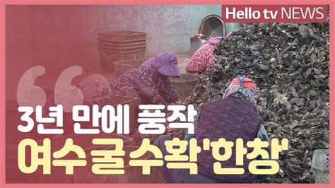 3년 만에 풍작여수 굴 수확 한창 YouTube