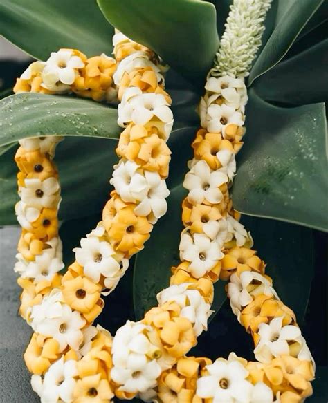 White And Yellow Puakenikeni Lei In 2025 Hawaiian Flowers Flower Lei