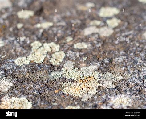 A Closeup Of A Rough Concrete Texture Partially Covered With Lichens