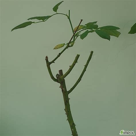 로사오리엔티스 장미 샤리마 야생화 허브 수생식물 채소 동백 심폴