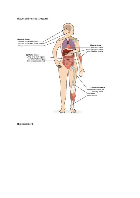Ns Part 1 The Structures Of The Cns Anat 204 Tissues And Related