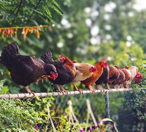 Simple Joyful Living I Am So Grateful For The Simple Joy I Feel When The Sun Shines Again