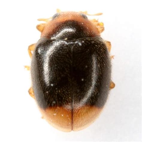 Diomus Terminates Say Diomus Terminatus Bugguidenet