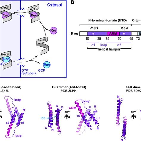 Rev Structure And Dimerization Interfaces A Scheme Depicting The Download Scientific Diagram