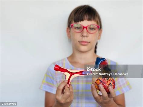 人間の心臓モデル心血管疾患アテローム性動脈硬化症高血圧性心臓弁膜症大動脈肺窓世界心臓の日と健康 1人のストックフォトや画像を多数ご用意 Istock