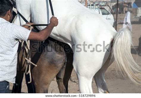 개의 Helping horse for sex 이미지 스톡 사진 D 오브젝트 벡터 Shutterstock