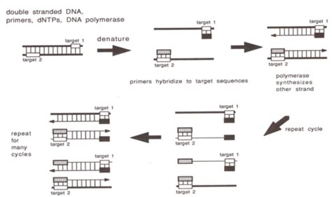 Diagnostic And Typing Methods Flashcards Quizlet