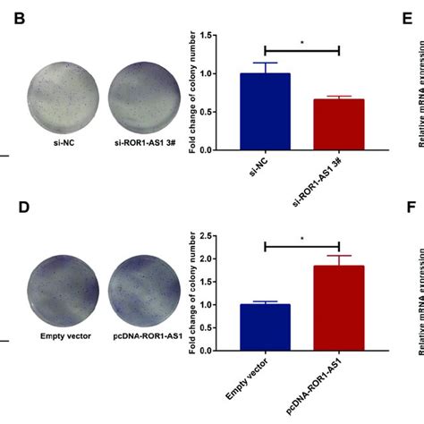 Ror1 As1 Promotes Cell Proliferation And Inhibits Cell Apoptosis A B