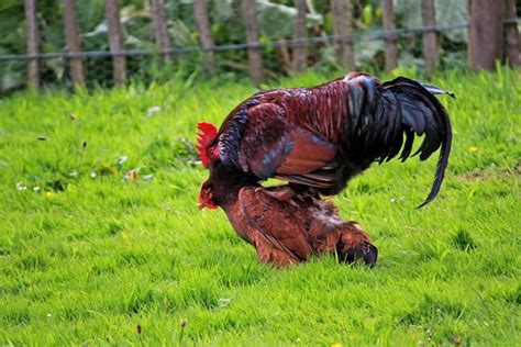 How Do Chickens Mate The Complete Guide Chickens And More