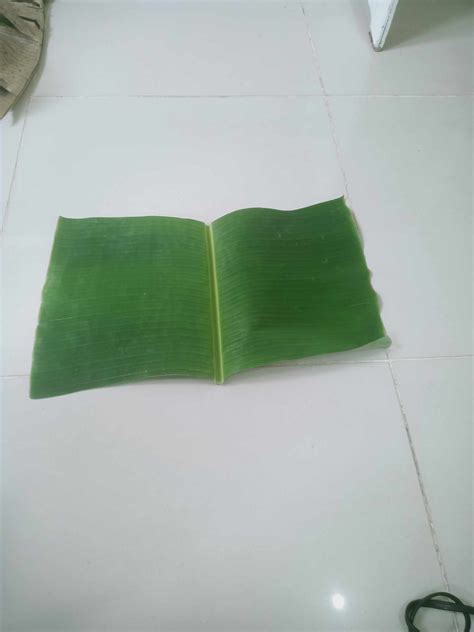 Panama Disease Object Detection Model By Niko