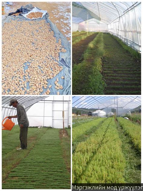 Мэргэжлийн мод үржүүлэг Added A Мэргэжлийн мод үржүүлэг