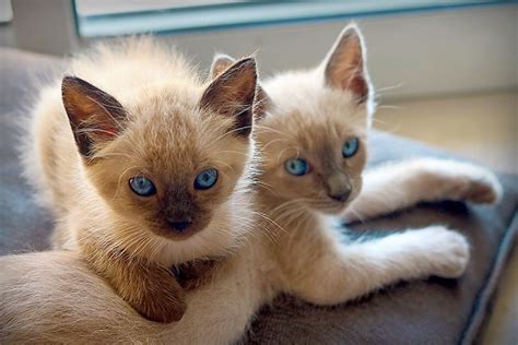 Siamese Kittens For Sale In Tennessee Breeders List 2026 Catster