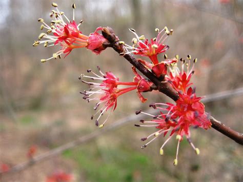 Capital Naturalist By Alonso Abugattas Red Maple