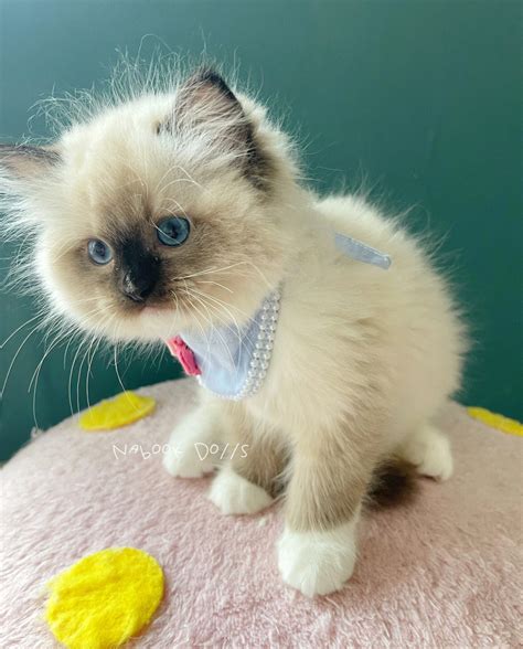 布偶猫海豹重点海豹布偶猫图片重点第5页大山谷图库