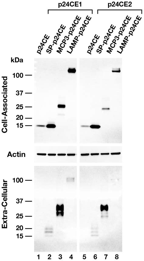 Expression Of The P24ce Plasmids Upon Transient Transfection In Download Scientific Diagram