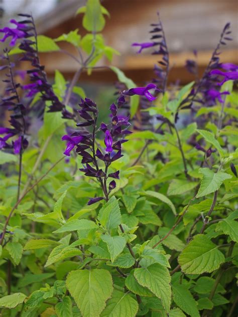Salvia Amistad Beth Chattos Plants And Gardens
