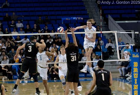 Photo Gallery Mens Ncaa Volleyball Ucla Vs Long Beach State At