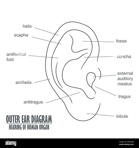 Outer Ear Diagram Hearing Of Human Organ Vector Illustration Stock