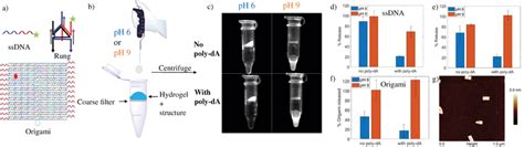 Encapsulation Integration And Release Of Dna Nanostructures Within The