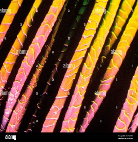 False Colour Scanning Electron Micrograph Sem Of Strands Of Merino Sheep Wool Showing The