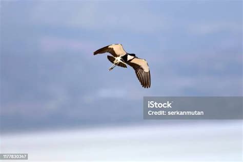 박차 날개 달린 랩윙 바넬루스 스피노소스 자연 배경입니다 갈색에 대한 스톡 사진 및 기타 이미지 갈색 검은색 깃털 Istock