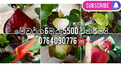 පැකේජ් 372👉බ්ලැක් ලවු ෆැන්ටසි ලවු ඇබ්සලූට් මාර්ටිස් විස්පර් එක්ක වර්ග 6ම මල් එක්ක රු5500 විතරයි