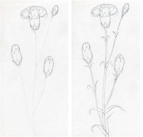 Как нарисовать цветок гвоздику карандашом