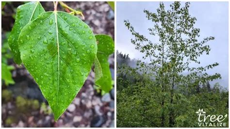 12 Different Types Of Poplar Trees And Their Identifying Features