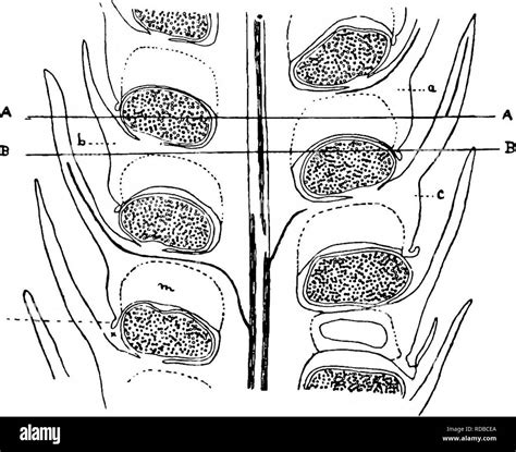 Laminar Structure Hi Res Stock Photography And Images Alamy
