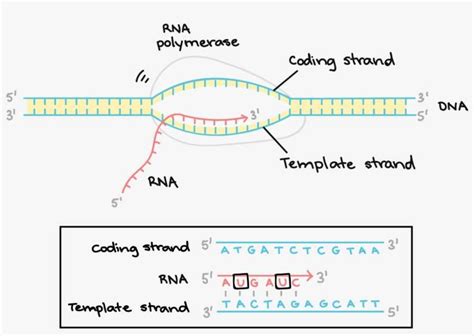 Rna Polymerase Synthesizes An Rna Transcript Complementary Coding Strand PNG Image