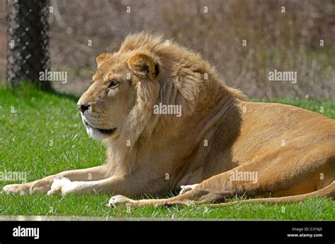 Photo Of A Male African Lion Stock Photo Alamy